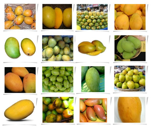 Exploring the World of Mangoes: An In-Depth Guide to 10 Varieties ...